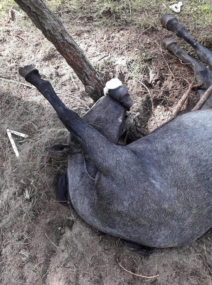 Zoonosis desconoce como maltrato animal la muerte de la yegua en Mar ...